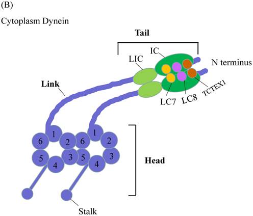 Cytoskeleton Molecular Motors: Structures and Their Functions in Neuron