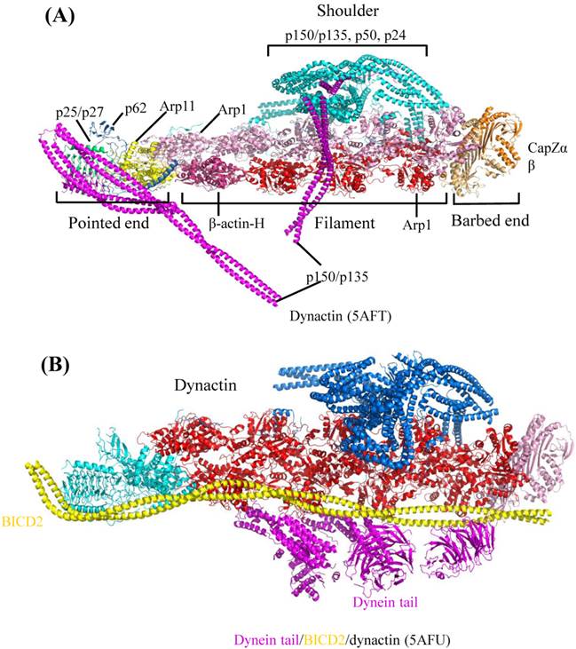 Cytoskeleton Molecular Motors: Structures and Their Functions in Neuron