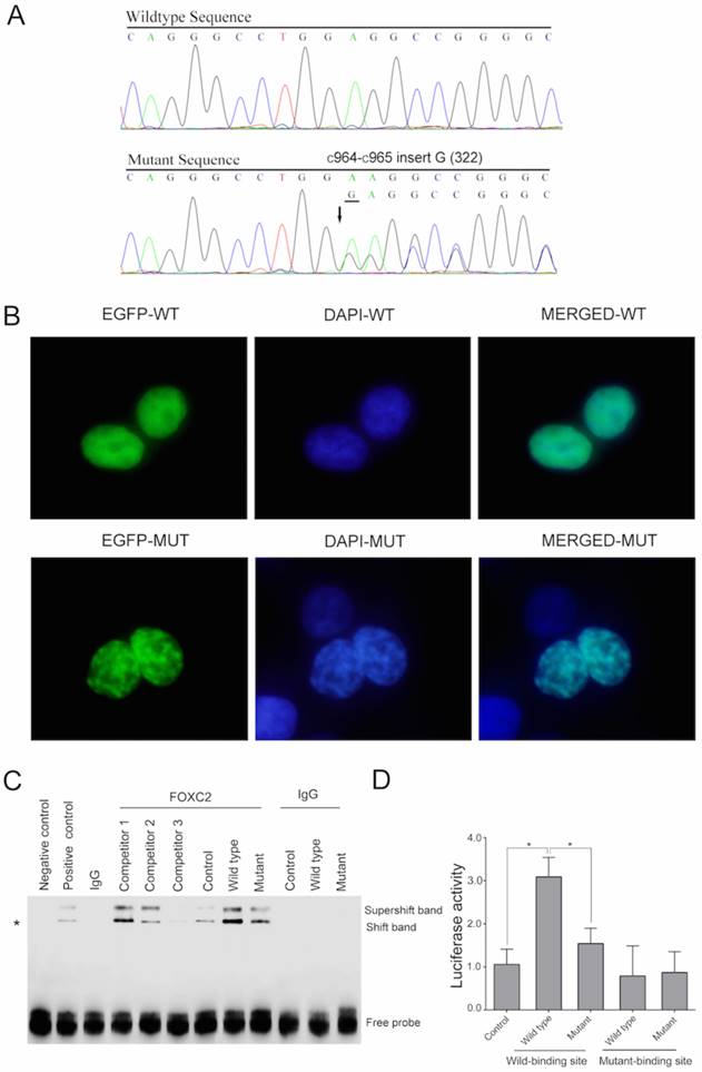 Novel FOXC2 Mutation in Hereditary Distichiasis Impairs DNA-Binding ...