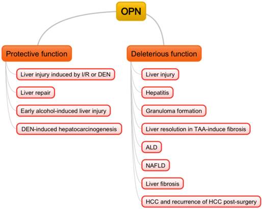 Role of Osteopontin in Liver Diseases