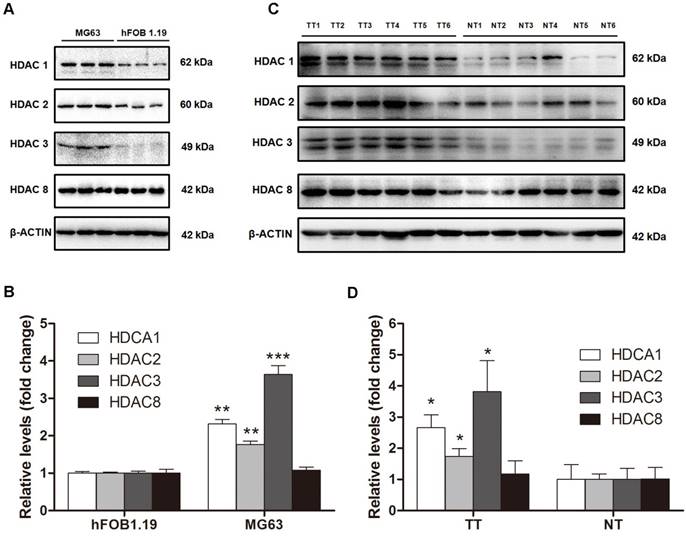 Histone Deacetylase Inhibitor Trichostatin a Promotes the Apoptosis of ...