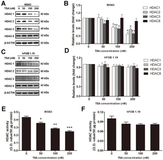 Histone Deacetylase Inhibitor Trichostatin a Promotes the Apoptosis of ...