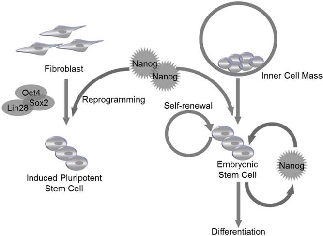 Insights into the Nanog gene: A propeller for stemness in primitive ...