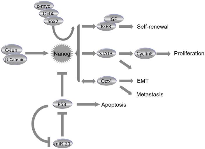 Insights into the Nanog gene: A propeller for stemness in primitive ...