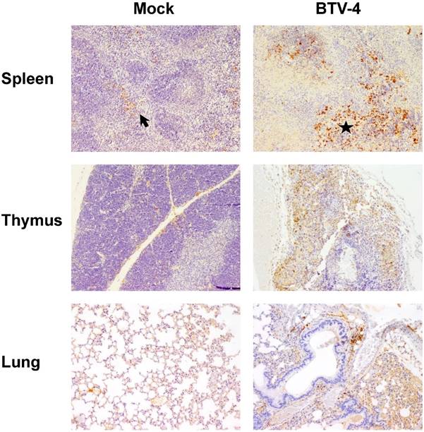 Pathological Characterization Of IFNAR(-/-) Mice Infected With ...