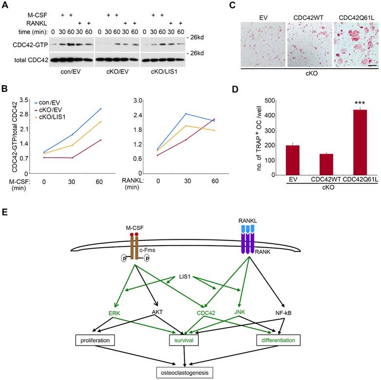 LIS1 Regulates Osteoclastogenesis through Modulation of M-SCF and RANKL ...