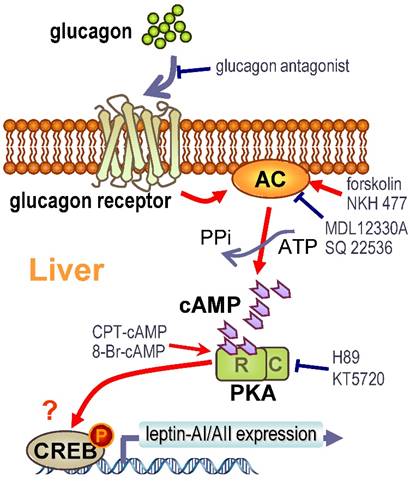 Signal transduction mechanism for glucagon-induced leptin gene ...