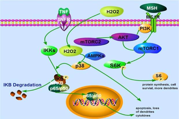 Novel approaches to vitiligo treatment via modulation of mTOR and NF-κB ...