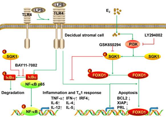 Estradiol Suppresses TLR4-triggered Apoptosis of Decidual Stromal Cells ...