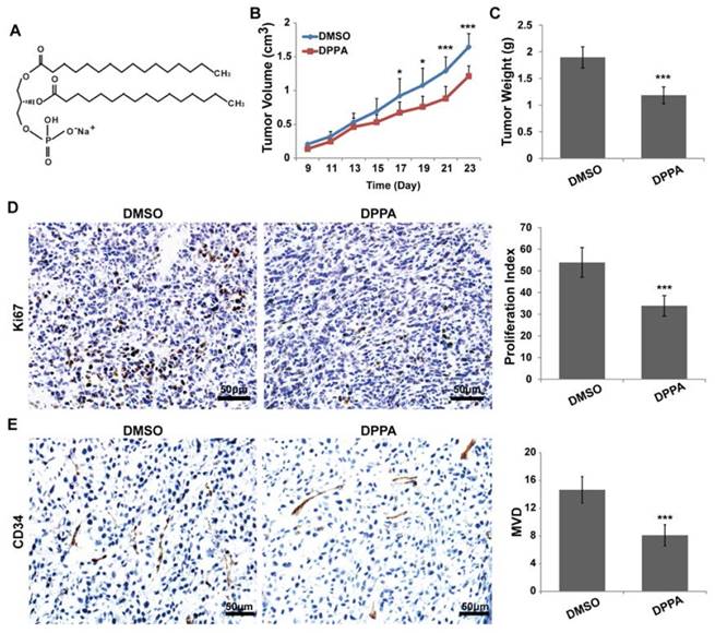 Dipalmitoylphosphatidic acid inhibits tumor growth in triple-negative ...