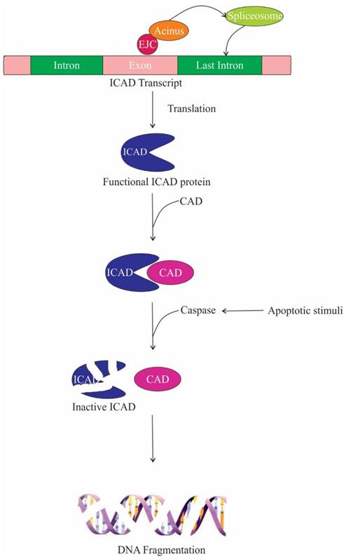 Multifaceted Regulation of Gene Expression by the Apoptosis- and ...