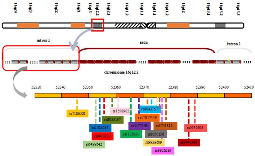 Complex Relationship between Obesity and the Fat Mass and Obesity Locus