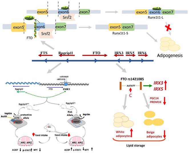 Complex Relationship between Obesity and the Fat Mass and Obesity Locus