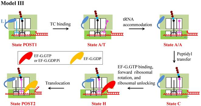 Mechanism of ribosome translation through mRNA secondary structures