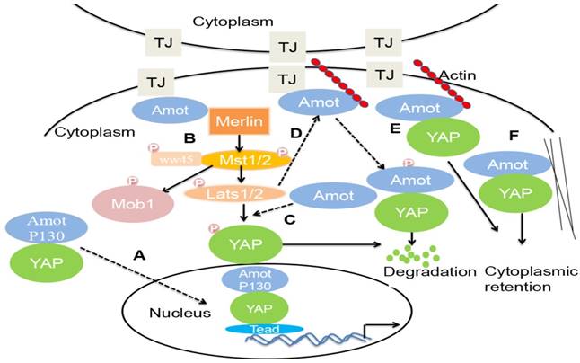 Angiomotin Family Members: Oncogenes or Tumor Suppressors?