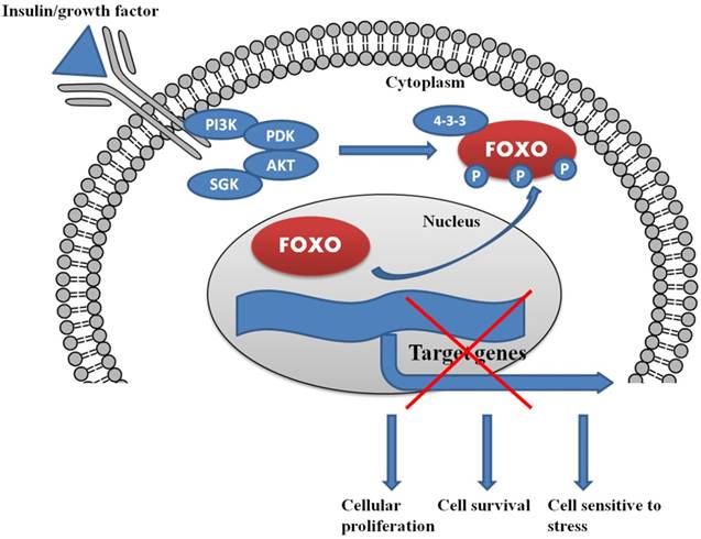 FOXO Signaling Pathways as Therapeutic Targets in Cancer