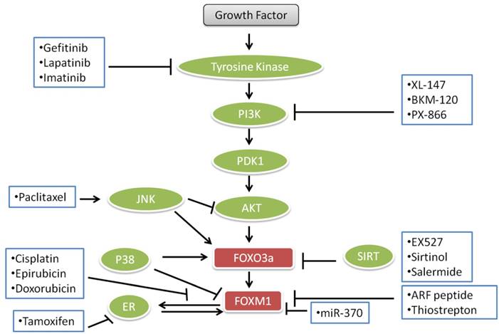 FOXO Signaling Pathways as Therapeutic Targets in Cancer