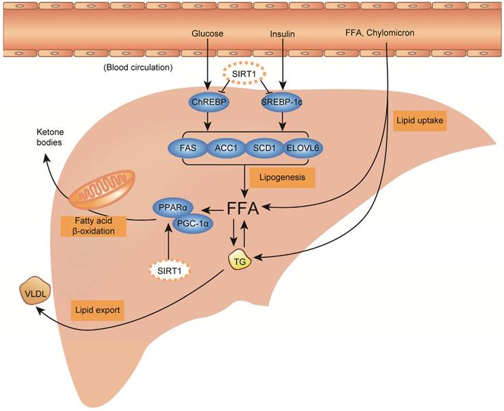 Emerging roles of SIRT1 in fatty liver diseases
