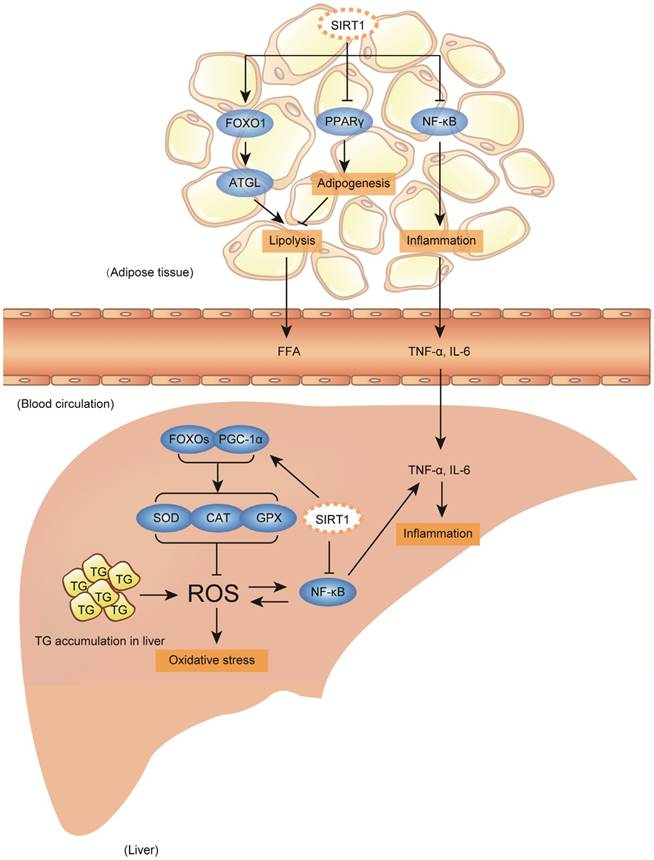 Emerging roles of SIRT1 in fatty liver diseases