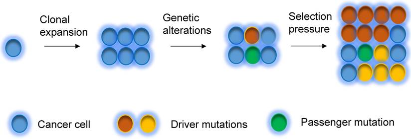 Current Progresses of Single Cell DNA Sequencing in Breast Cancer Research