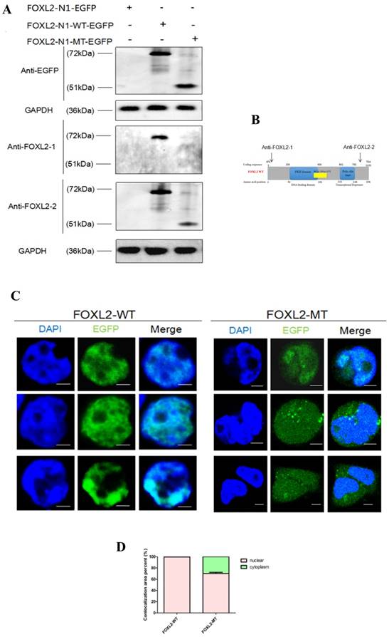 Functional Analysis of a Novel FOXL2 Indel Mutation in Chinese Families ...
