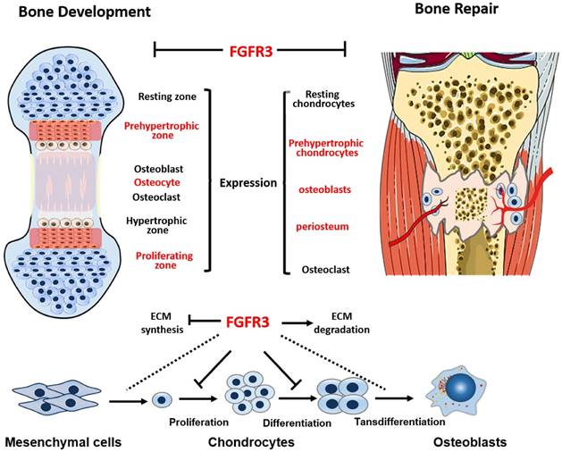FGFR3 deficient mice have accelerated fracture repair