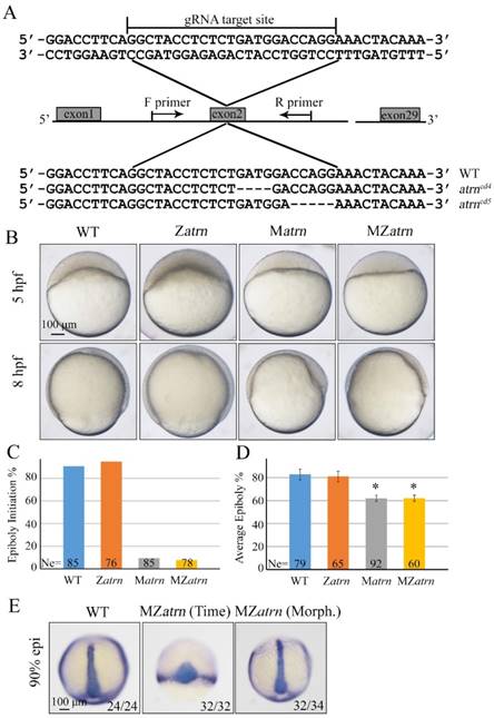 Alkbh4 and Atrn Act Maternally to Regulate Zebrafish Epiboly