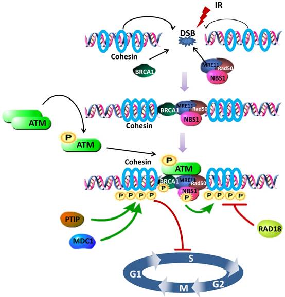 Structural Maintenance of Chromosomes protein 1: Role in Genome ...
