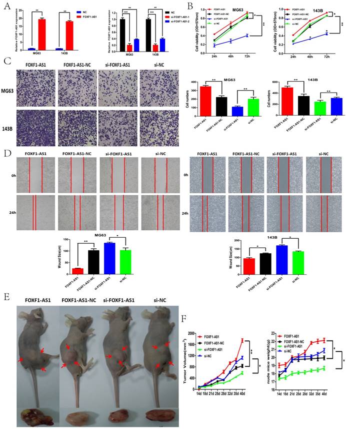 Antisense lncRNA FOXF1-AS1 Promotes Migration and Invasion of ...