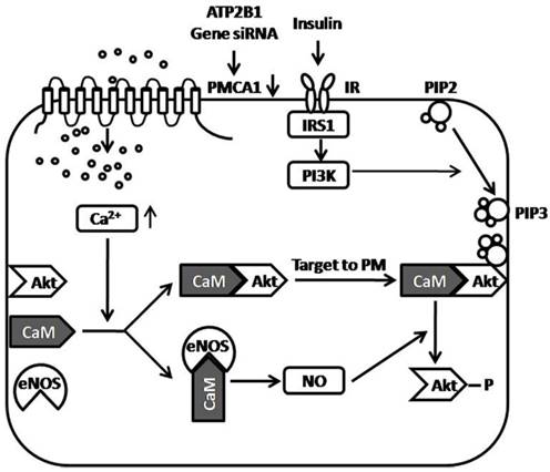 ATP2B1 gene Silencing Increases Insulin Sensitivity through Facilitating Akt Activation via the ...