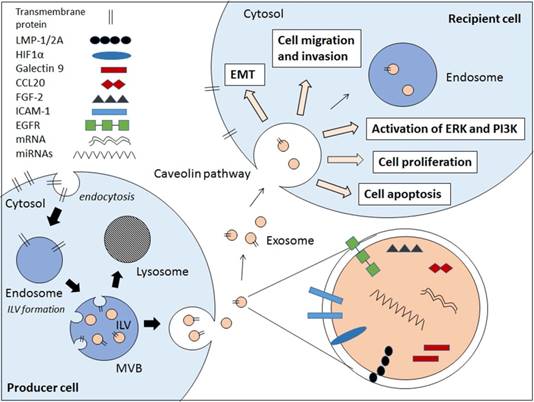 Pathogenic Role of Exosomes in Epstein-Barr Virus (EBV)-Associated Cancers