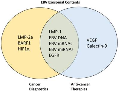 Pathogenic Role of Exosomes in Epstein-Barr Virus (EBV)-Associated Cancers