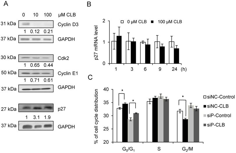 Clenbuterol Induces Cell Cycle Arrest in C2C12 Myoblasts by Delaying ...