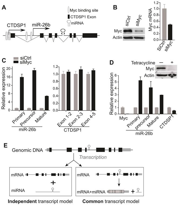 Transcriptome integration analysis in hepatocellular carcinoma reveals ...