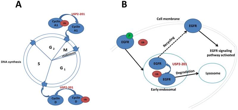 The Molecular Mechanisms of Regulation on USP2's Alternative Splicing ...