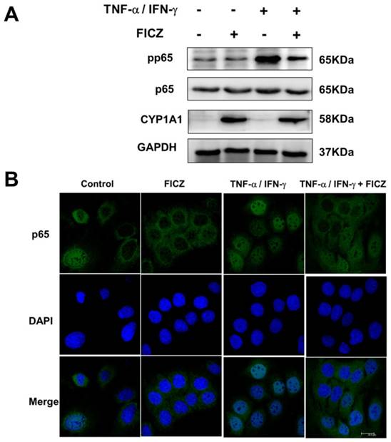 Aryl Hydrocarbon Receptor Activation Modulates Intestinal Epithelial ...