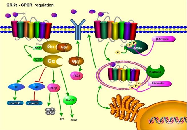 The Role of G Protein-coupled Receptor Kinases in Cancer