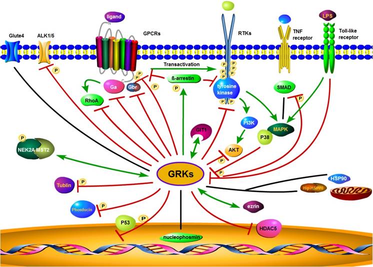 The Role of G Protein-coupled Receptor Kinases in Cancer