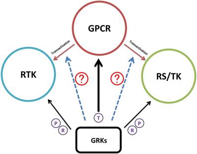 The Role of G Protein-coupled Receptor Kinases in Cancer