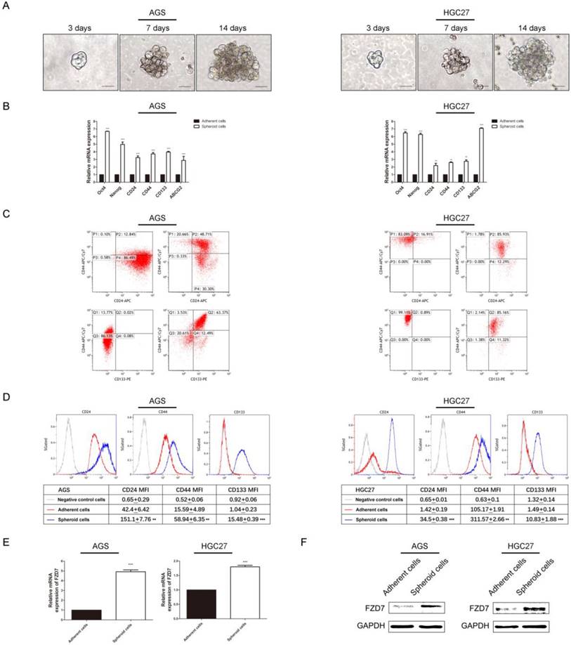 Frizzled7 Promotes Epithelial-to-mesenchymal Transition and Stemness ...