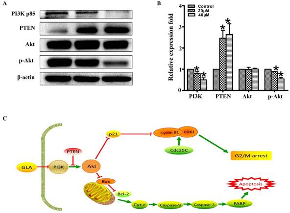 Glaucocalyxin A induces G2/M cell cycle arrest and apoptosis through ...