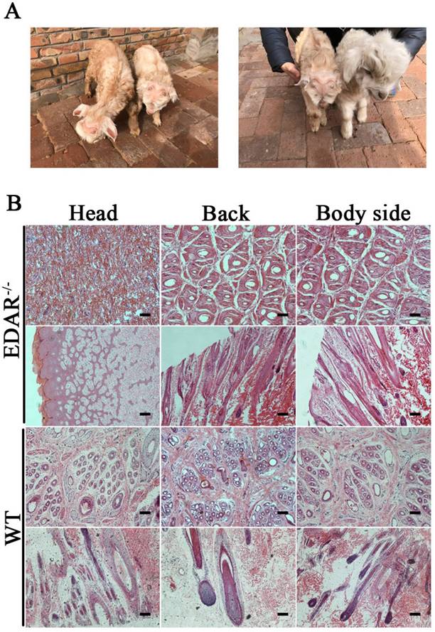 Generation of Cashmere Goats Carrying an EDAR Gene Mutant Using CRISPR ...