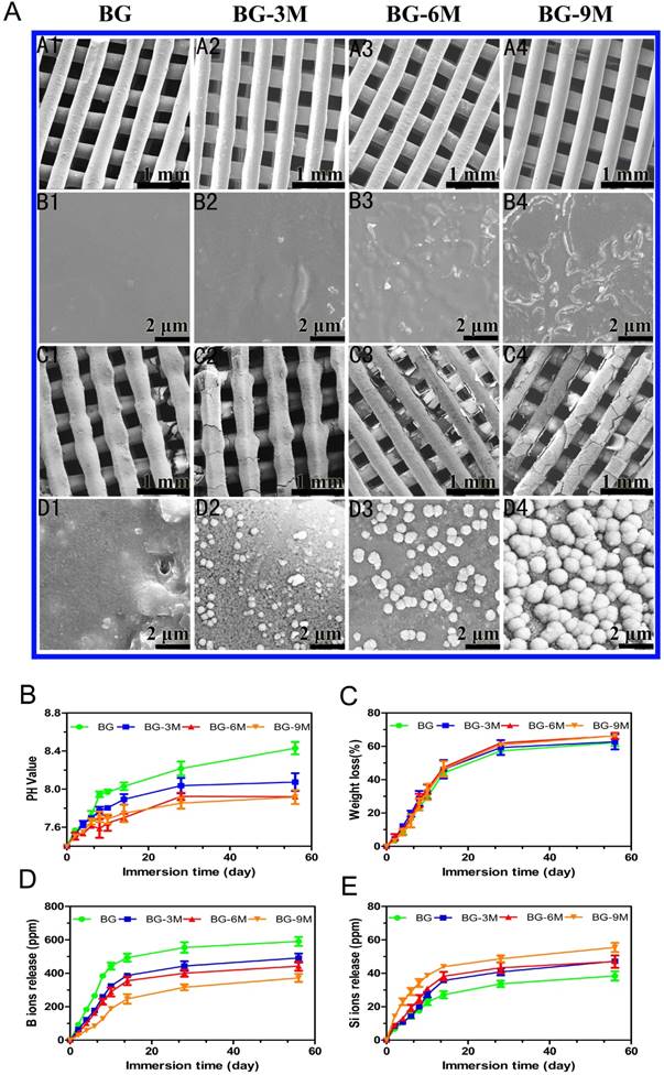 Mesoporous bioactive glass-coated 3D printed borosilicate bioactive ...