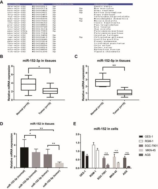 MiR-152-5p as a microRNA passenger strand special functions in human ...