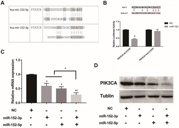 MiR-152-5p as a microRNA passenger strand special functions in human ...