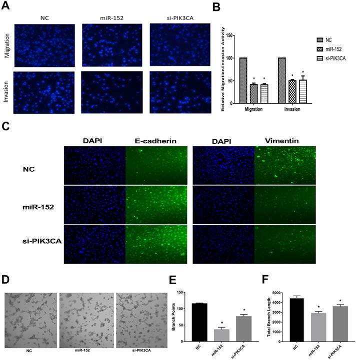MiR-152-5p as a microRNA passenger strand special functions in human ...