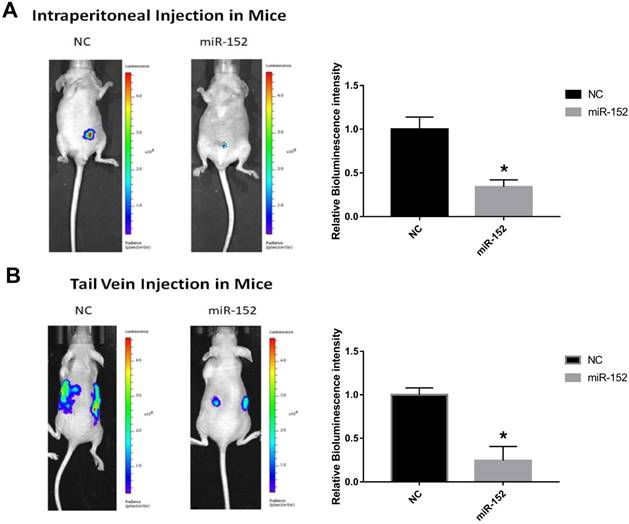 MiR-152-5p as a microRNA passenger strand special functions in human ...