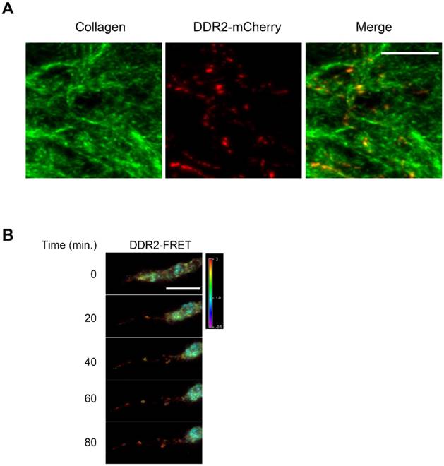 Incorporation of DDR2 clusters into collagen matrix via integrin ...