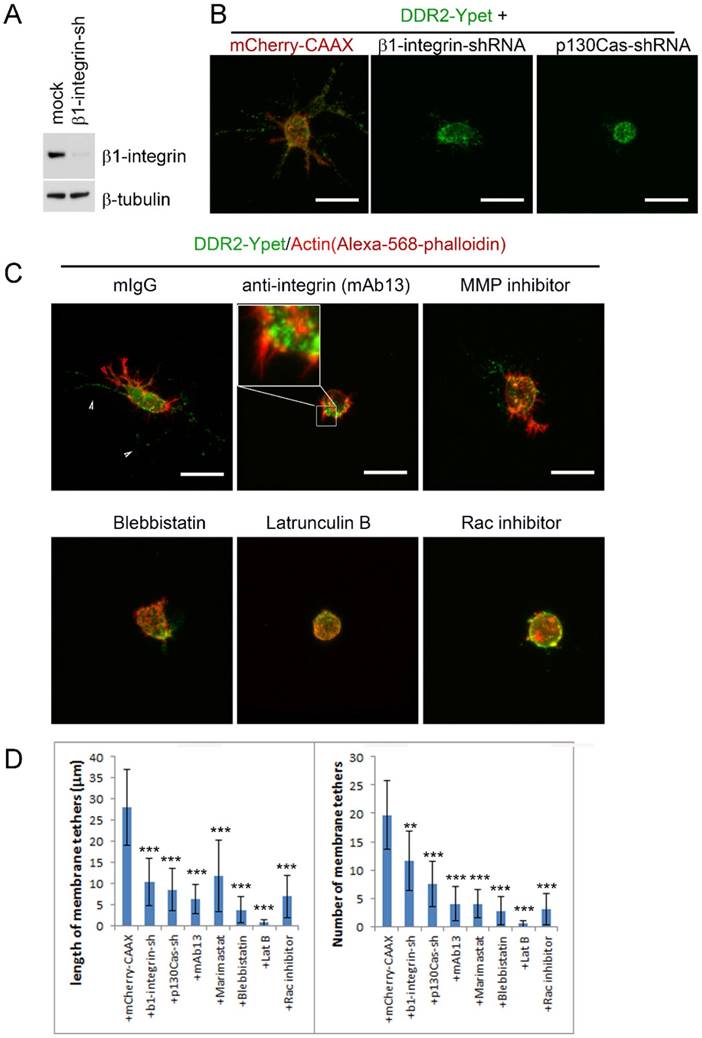 Incorporation of DDR2 clusters into collagen matrix via integrin ...