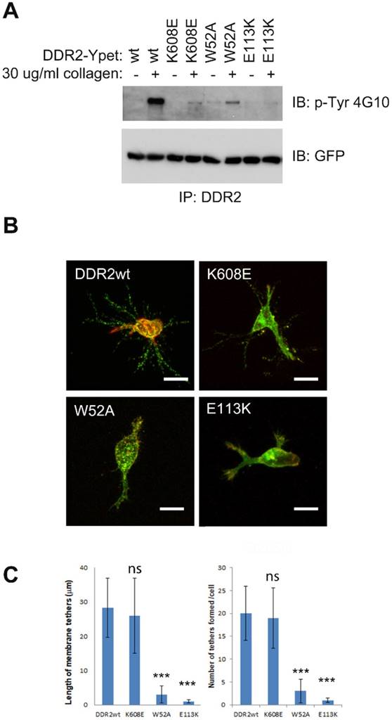 Incorporation of DDR2 clusters into collagen matrix via integrin ...